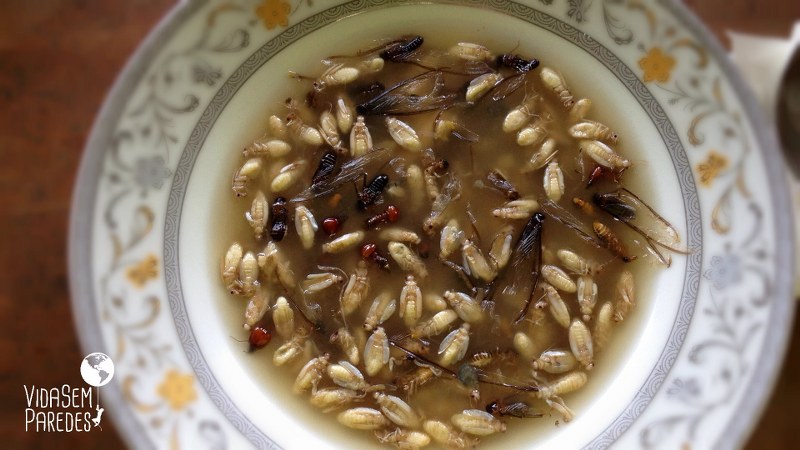 Comidas exóticas: comendo cupim com indígenas da Venezuela