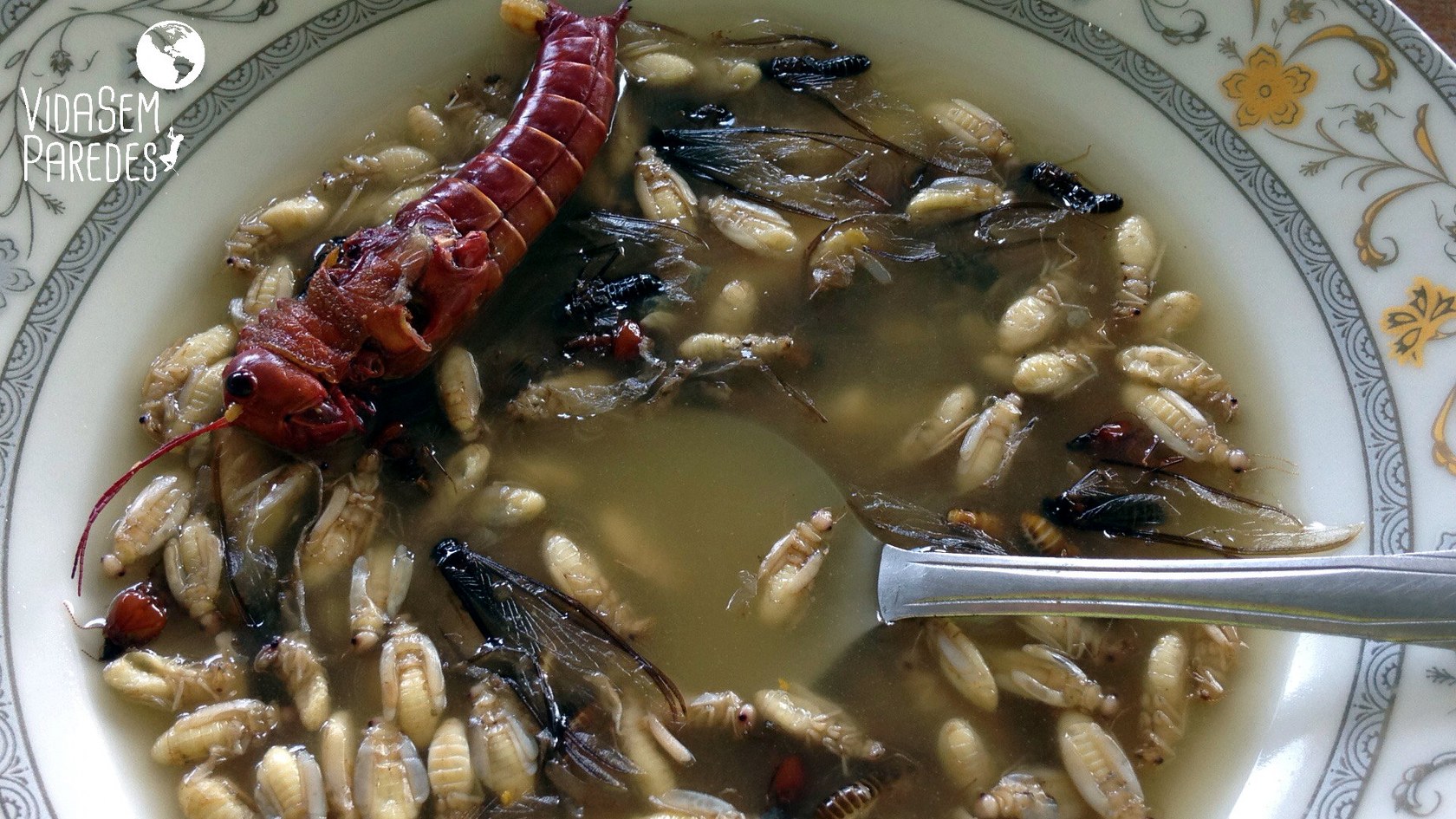 Comidas exóticas: comendo cupim com indígenas da Venezuela