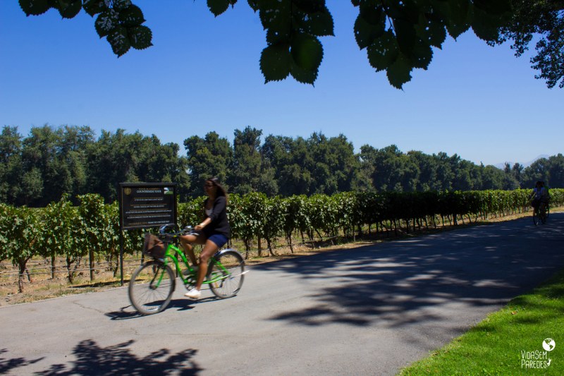 Como é o tour pela vinícola Cousiño Macul, Chile| vida sem paredes